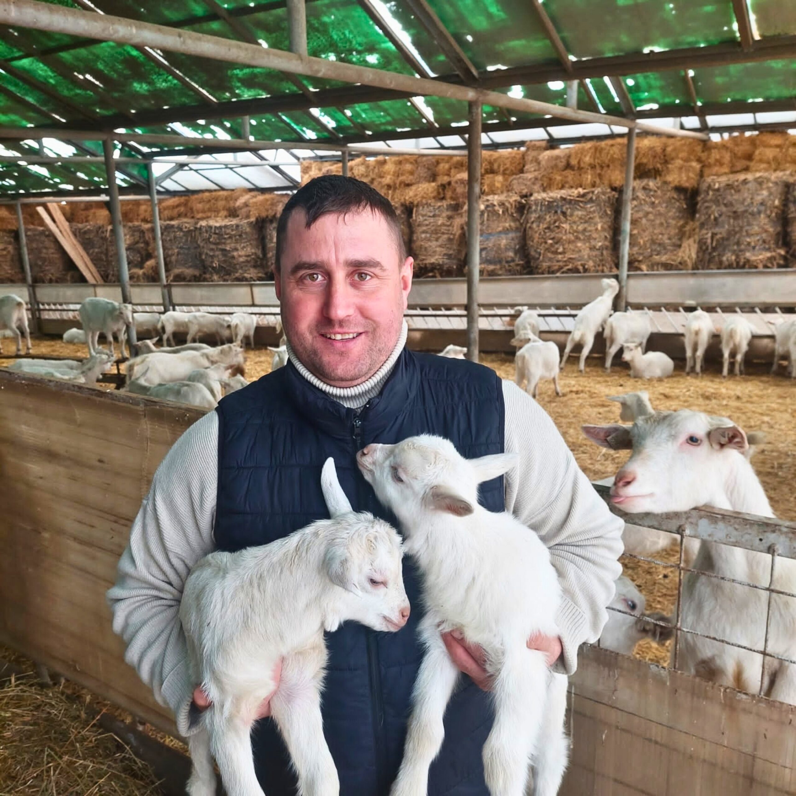 Pui de drag - Lactate de capră - lapte de capra